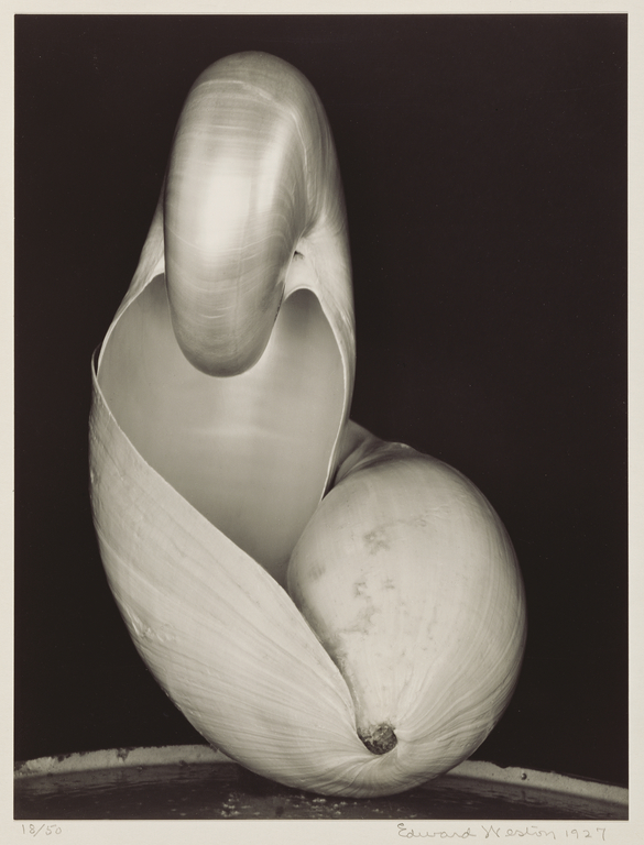 Two Shells (Getty Museum)