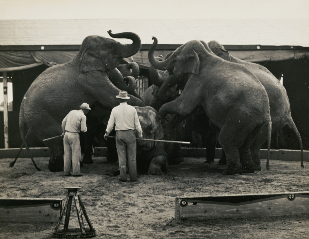 [Two Circus Trainers with Seven Elephants, Winter Quarters] (Getty Museum)