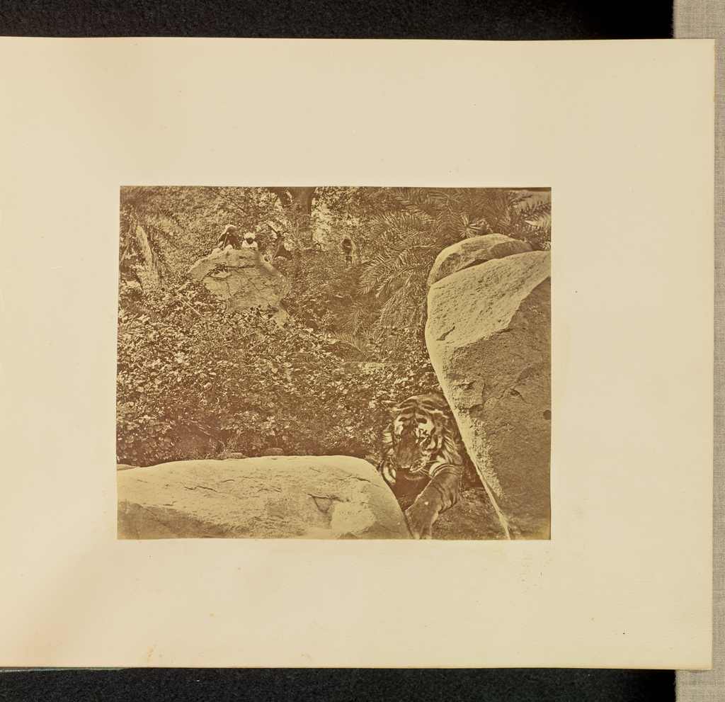 [Tiger on Rocks] (Getty Museum)