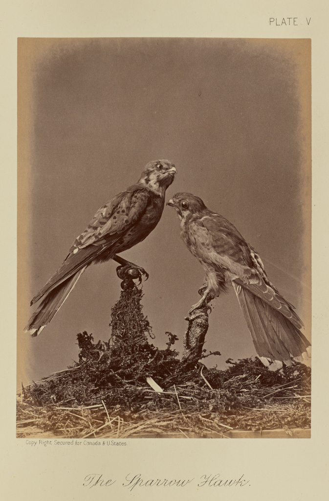 Four Sparrows 3000