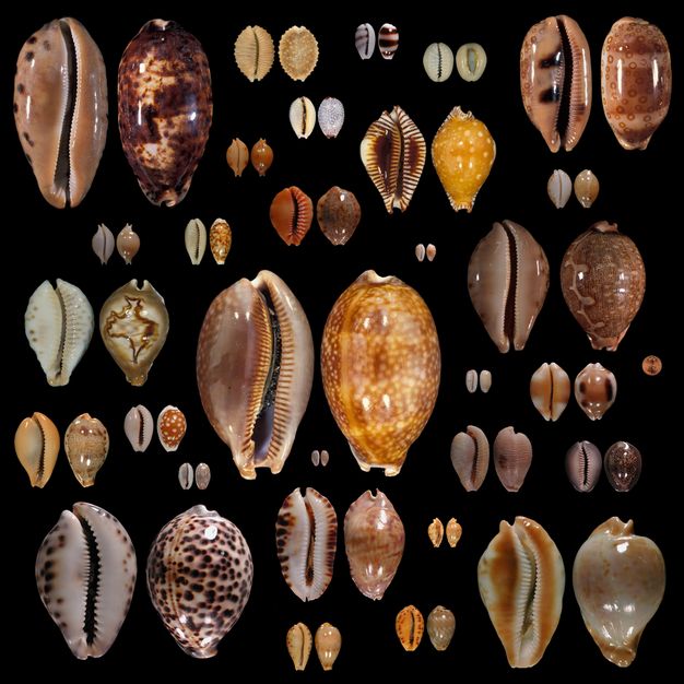 Artists’ Things | Shell